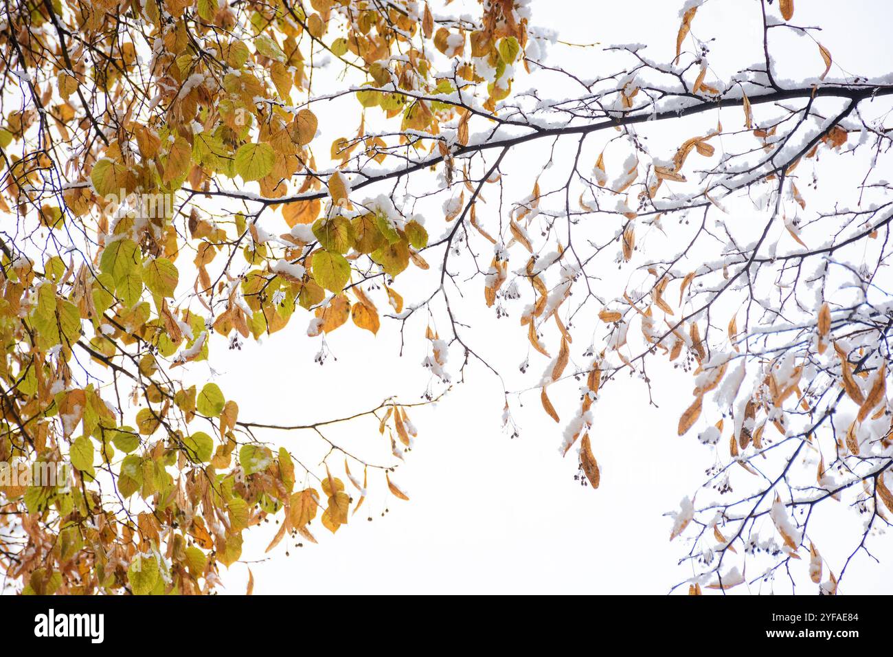 snow covered foliage of linden tree. beautiful nature background in ...