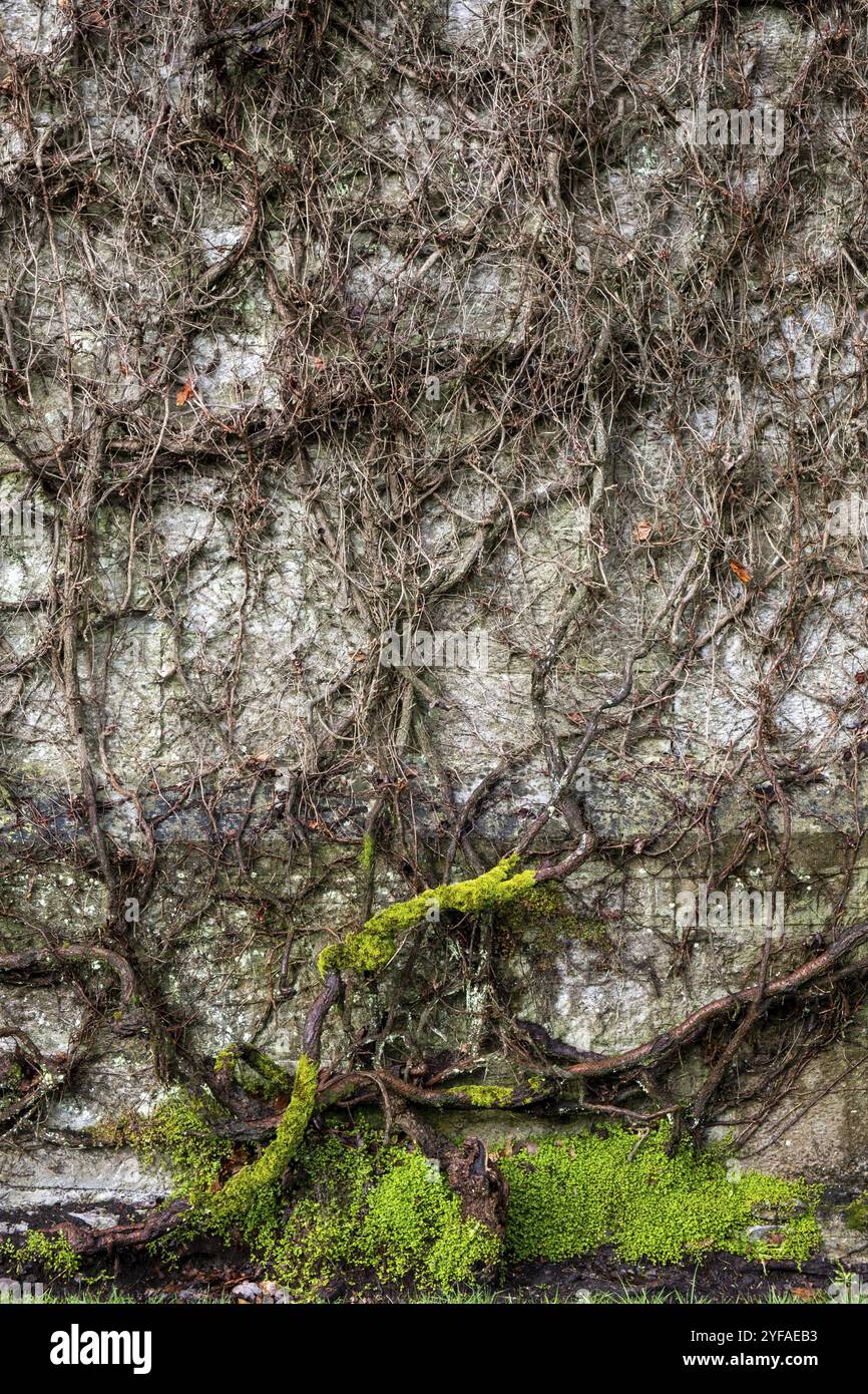 Building wall covered with plant roots and green moss. Plant root ...