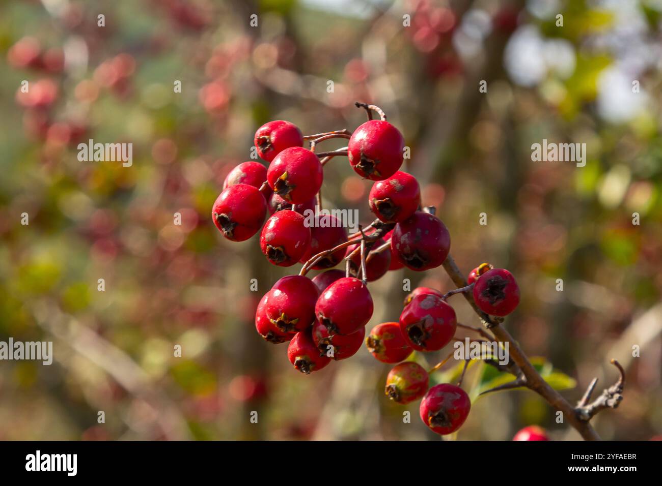 clusters of red fruits Crataegus coccinata tree close up Stock Photo ...