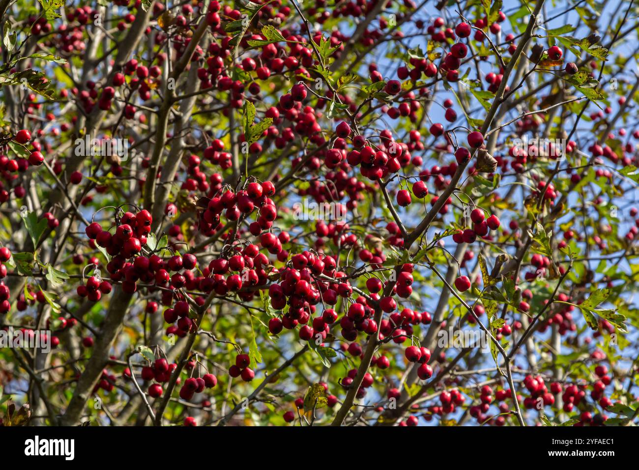 clusters of red fruits Crataegus coccinata tree close up Stock Photo ...