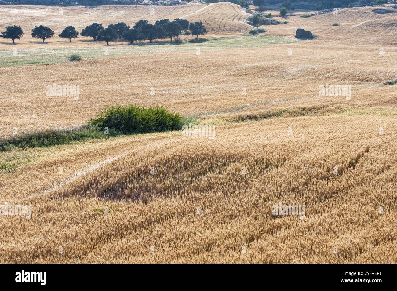 Agriculture land background with cereal harvested fields from the ...