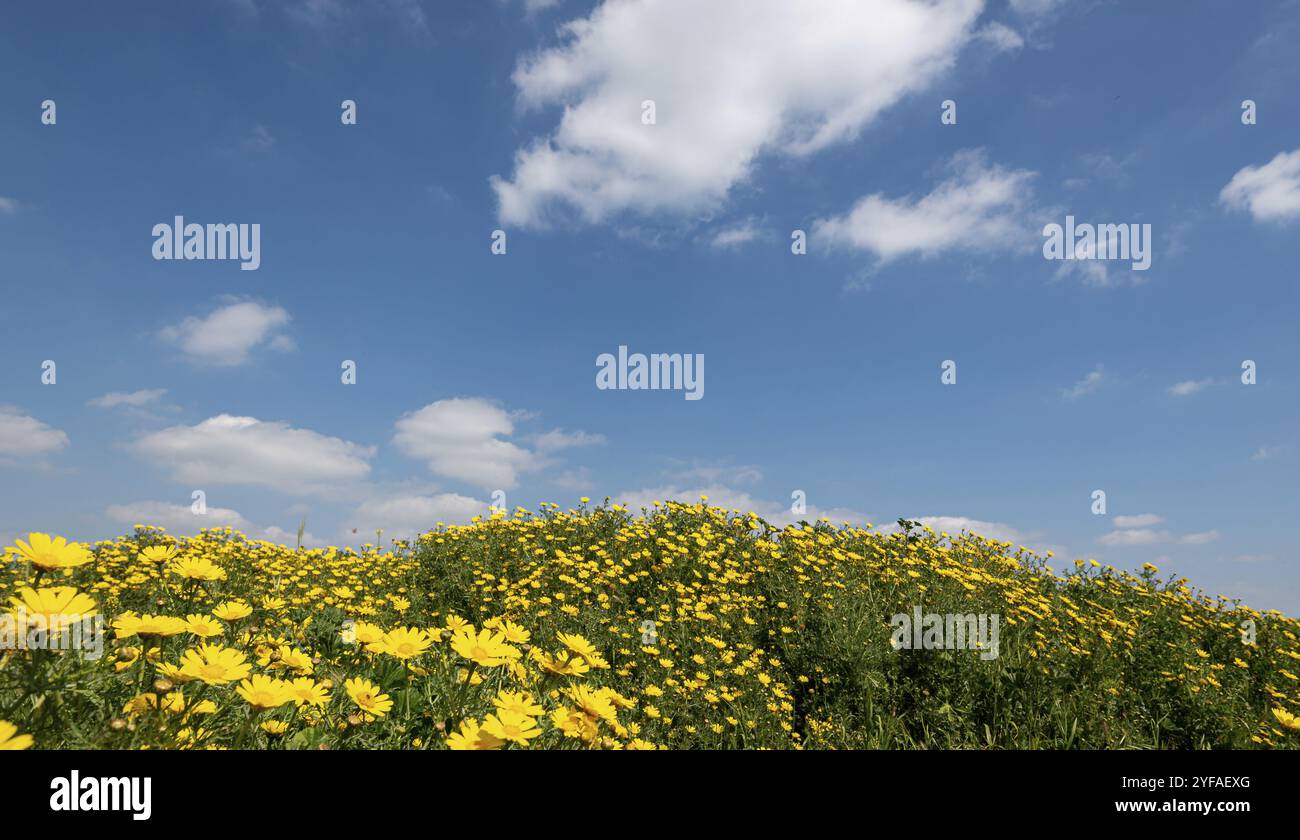 Spring landscapes blue sky hi-res stock photography and images - Alamy