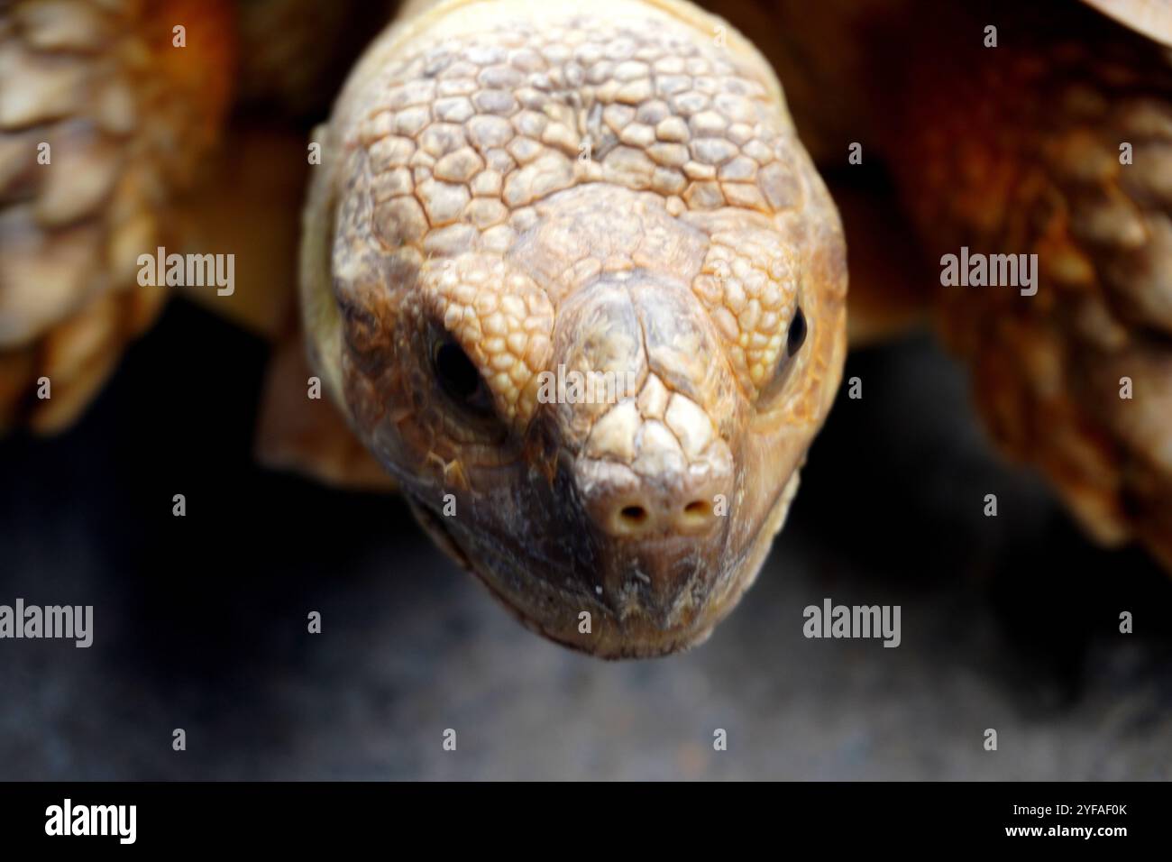 Black spot turtle hi-res stock photography and images - Alamy