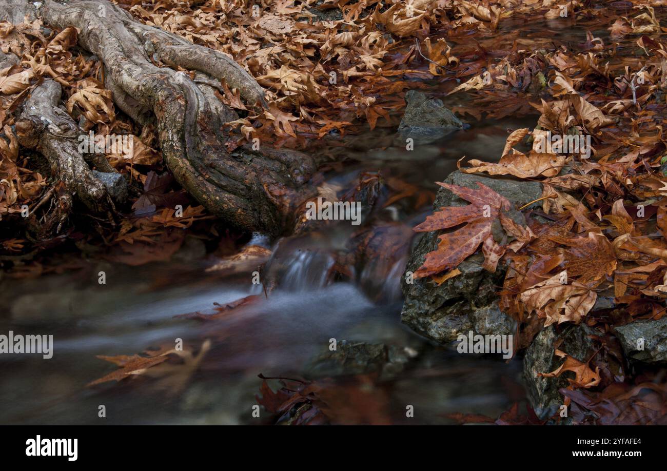 River flowing with maple leaves on the rocks on the riverside in Autumn ...