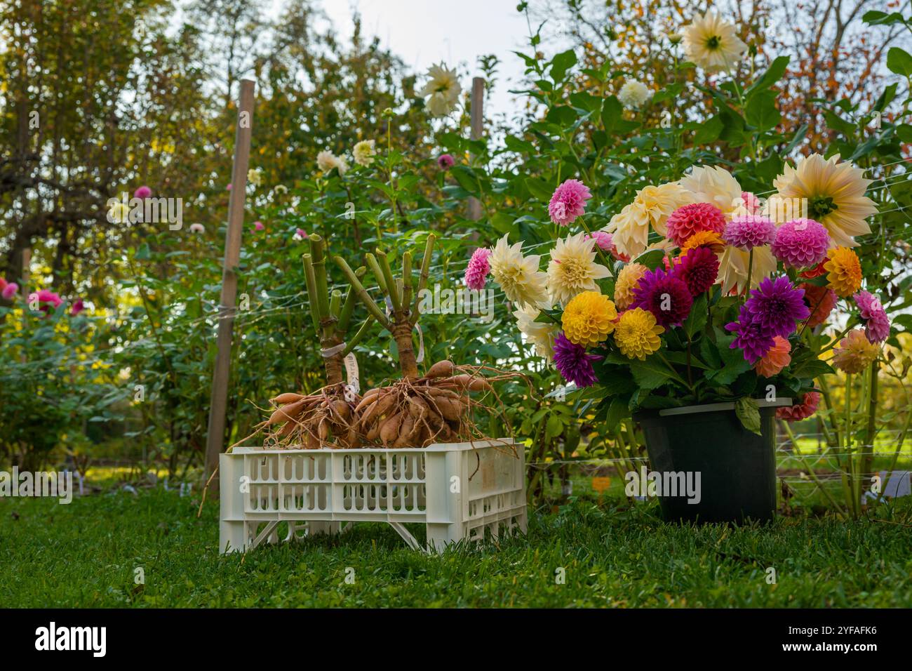 Bucket full of freshly cut dahlia blooms. Lifted and washed dahlia ...
