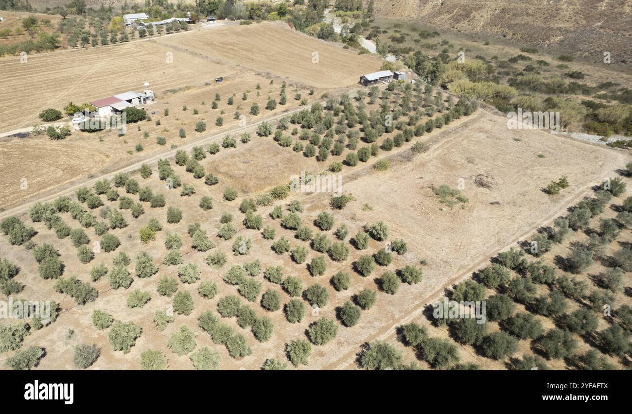 Drone aerial of agriculture farmland field with olive trees. Cyprus ...
