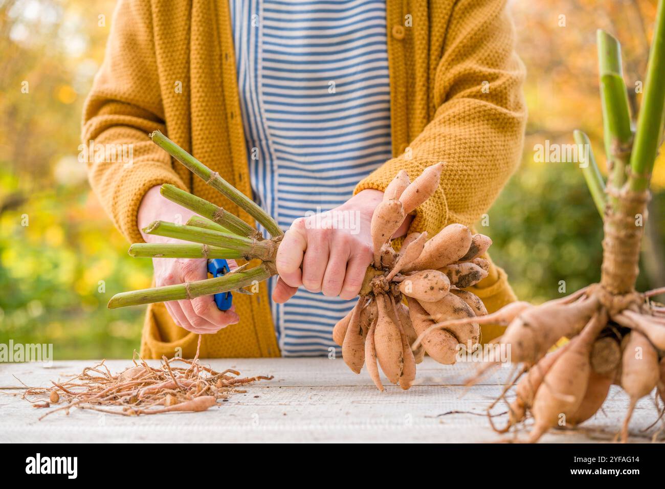 Female gardener dividing dahlias. Freshly lifted and washed clumps of ...