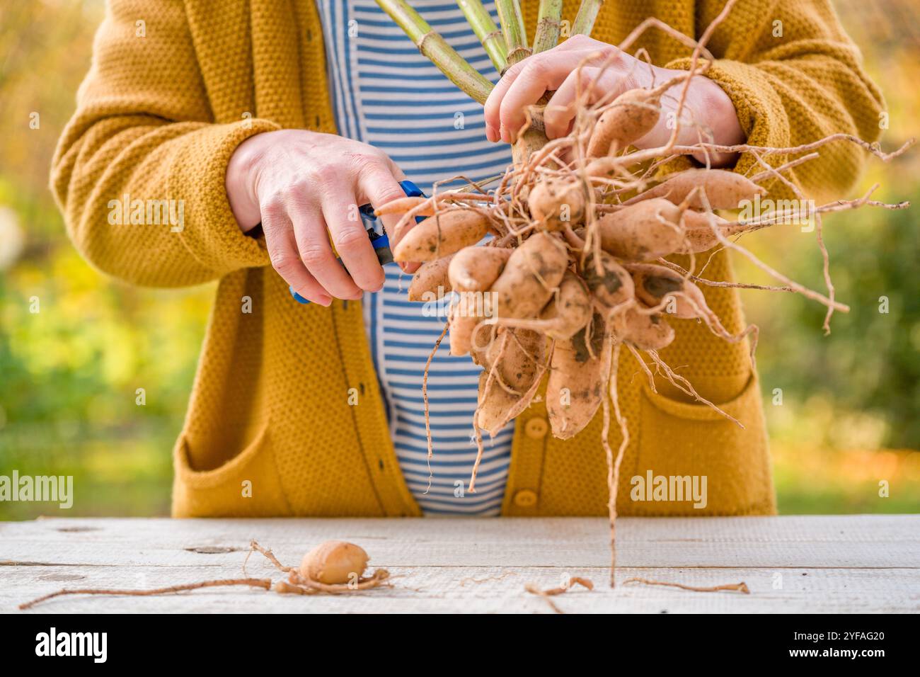 Female gardener dividing dahlias. Freshly lifted and washed clumps of ...