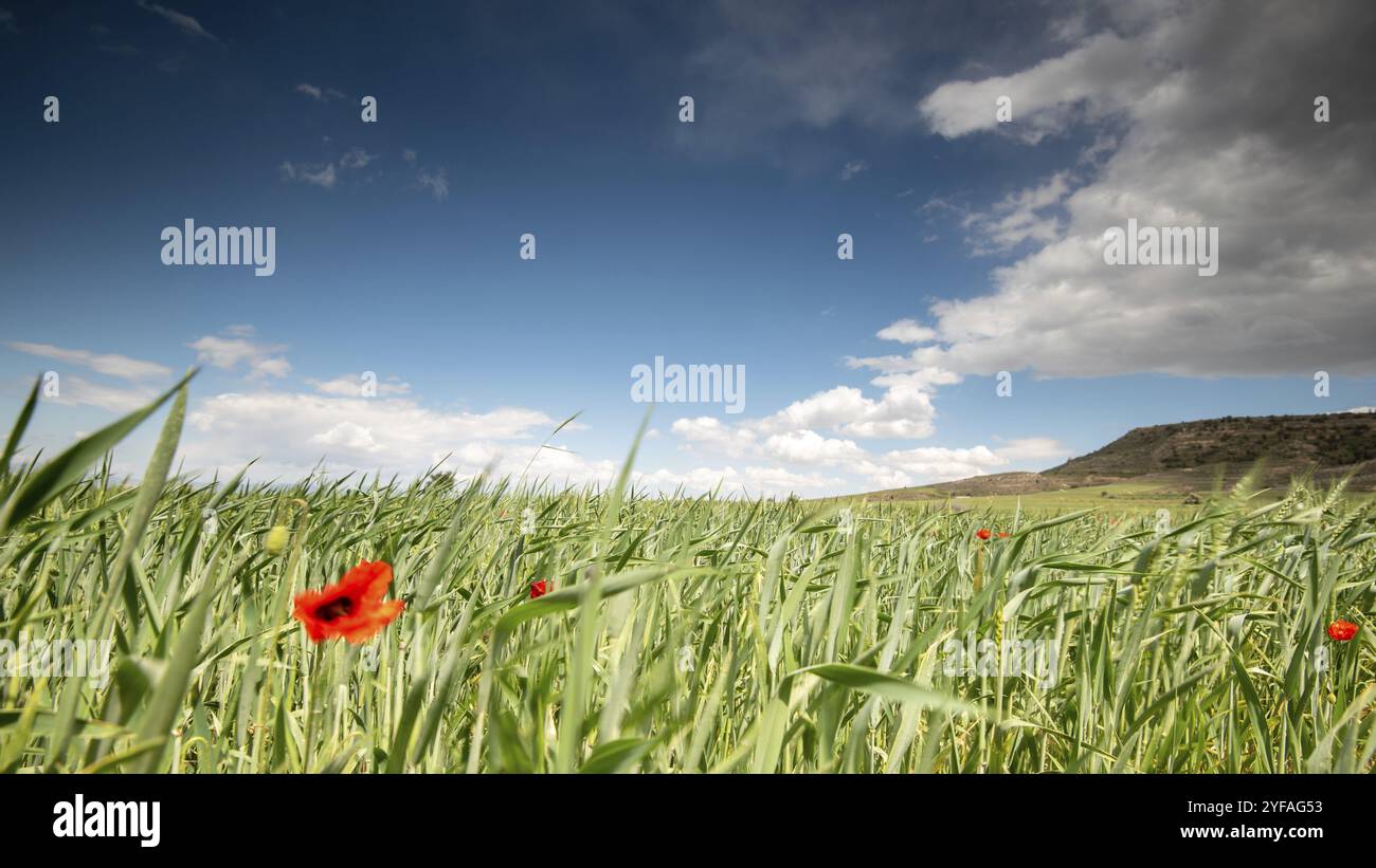 Grassland field full of red beautiful poppy anemone flowers in spring ...