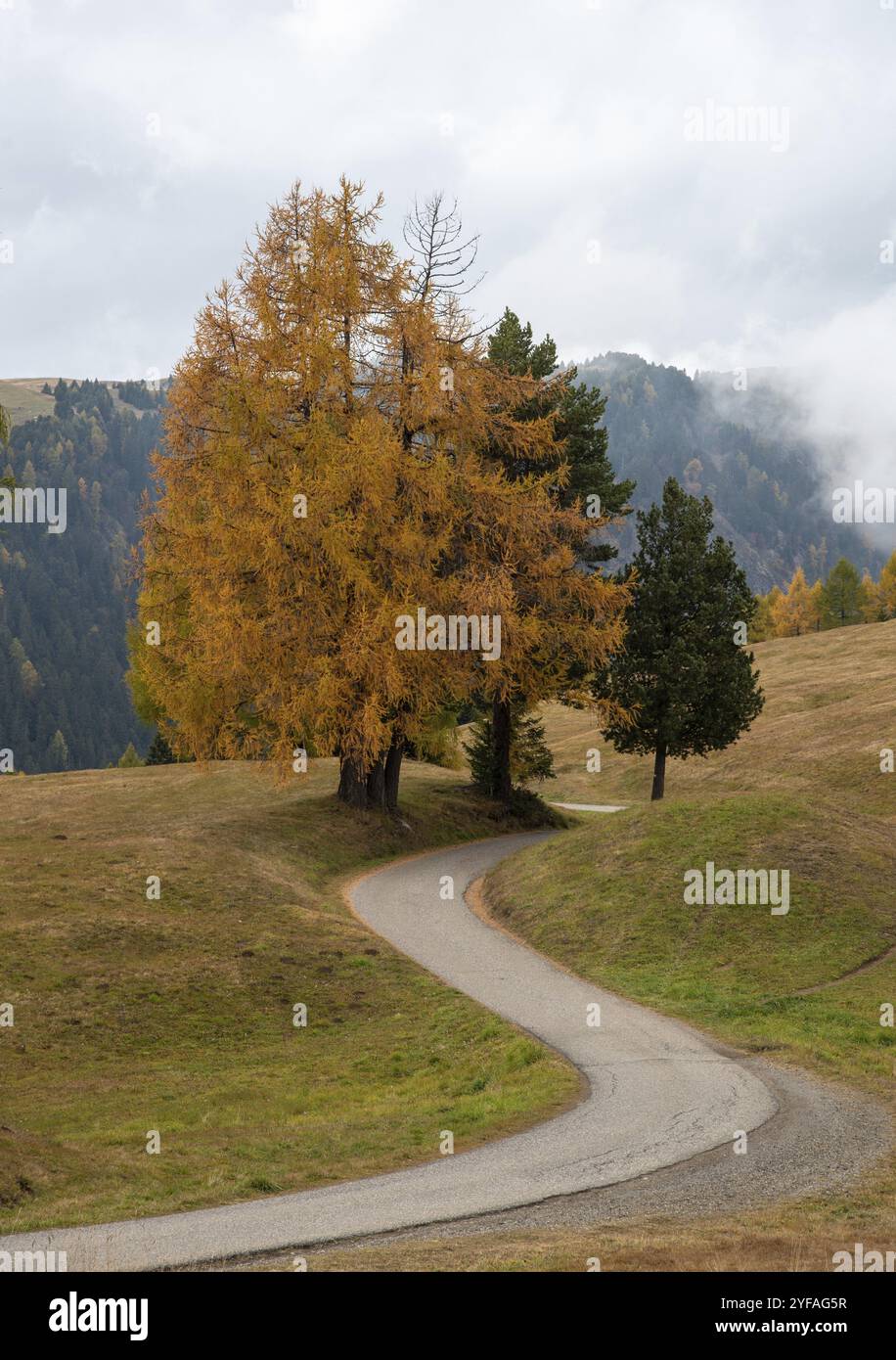 Autumn landscape with beautiful yellow and trees and curved empty road ...