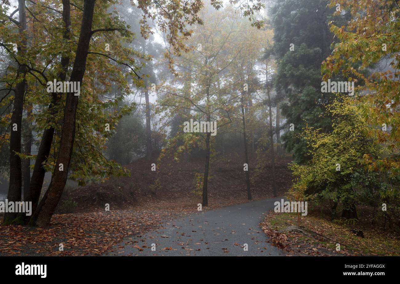 Autumn landscape with maple trees and yellow leaves on the ground after ...