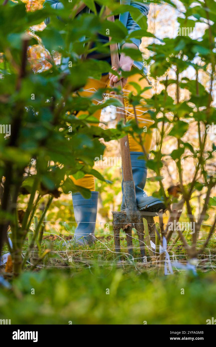 Woman digging up dahlia plant tubers using pitchfork, preparing them ...