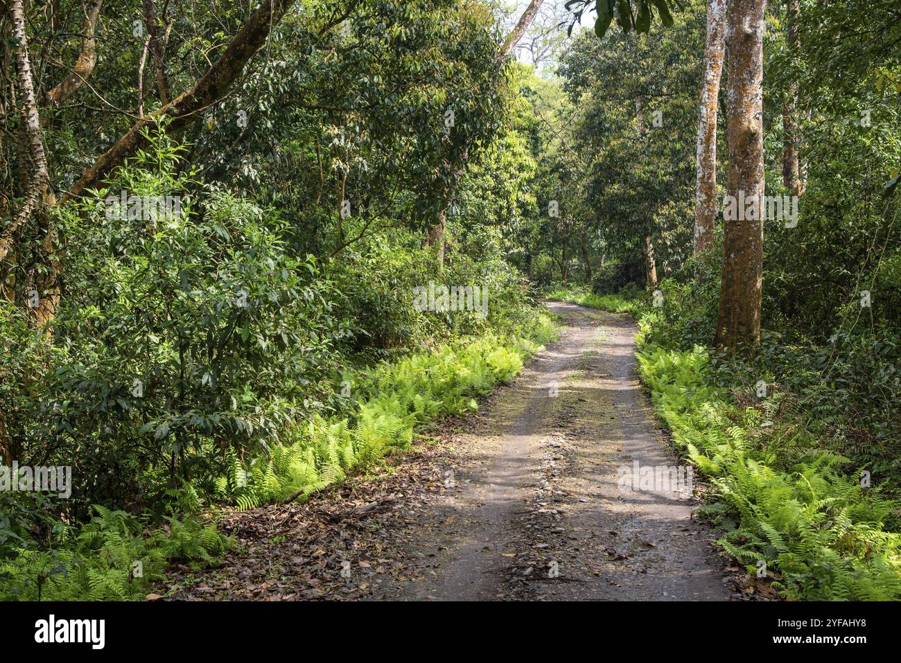 Jungle rural secondary empty road. Chitwan National Park Nepal Asia ...