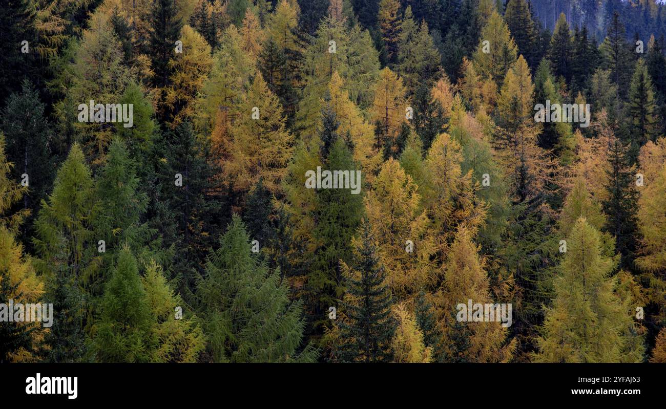 Top view of forest in autumn. Green and yellow pine tree. Nature ...