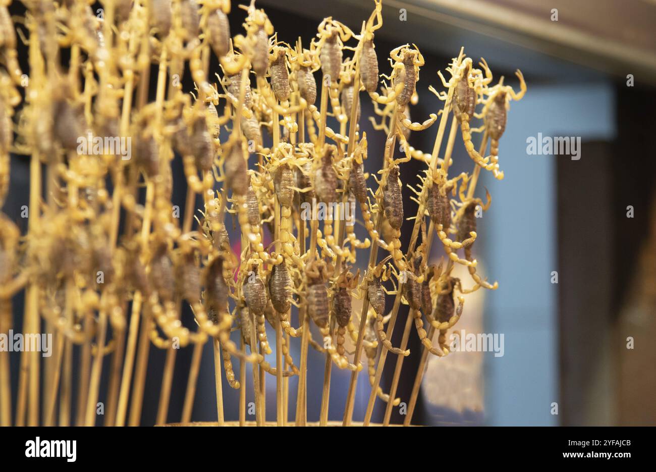 Cooked and tasty deep fried Scorpions on a stick. A special Chinese ...