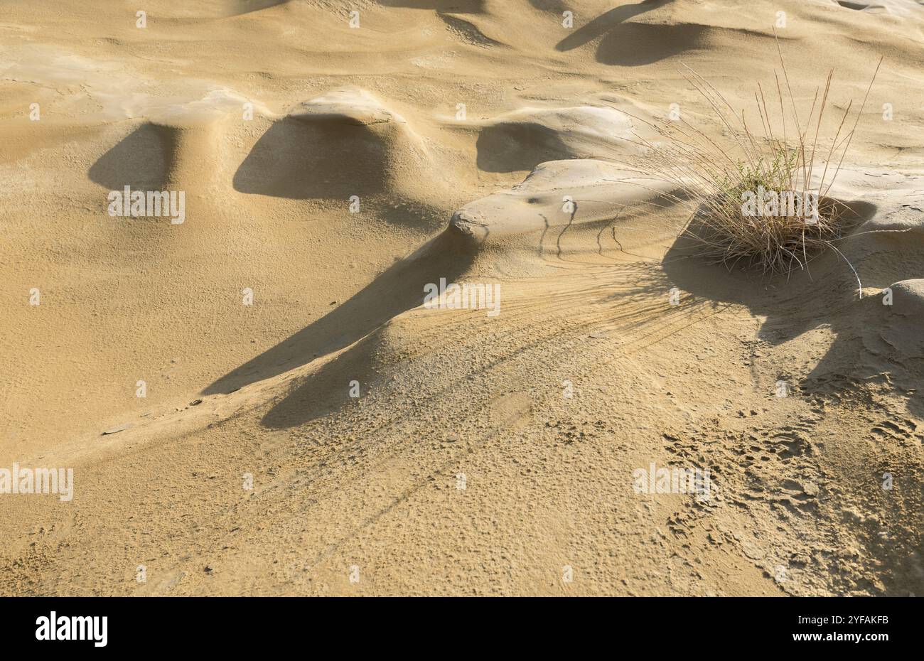 Dry desert land hill with small sand dunes and a desert plant. Northern ...