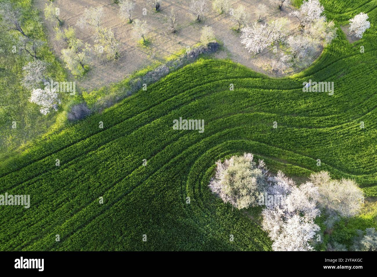 Drone aerial view of green meadow agriculture field and blooming almond ...