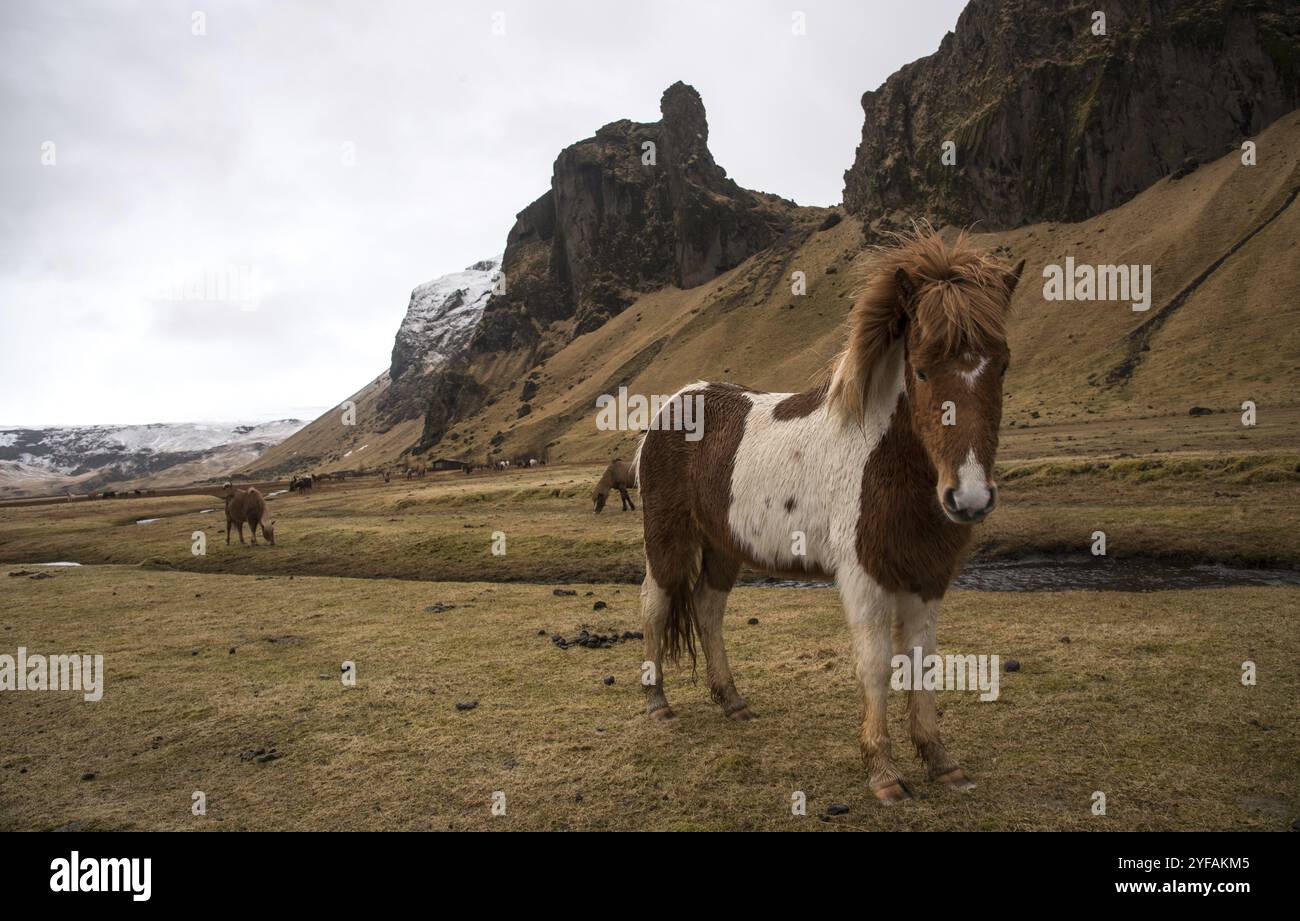 Icelandic horses at the valley behind Kalta volcano mountain covered on ...