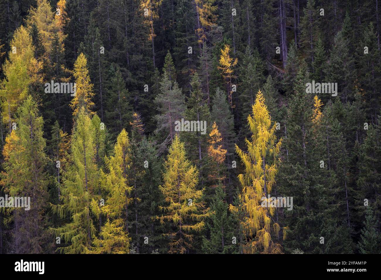 Top view of forest in autumn. Green and yellow pine tree. Nature ...