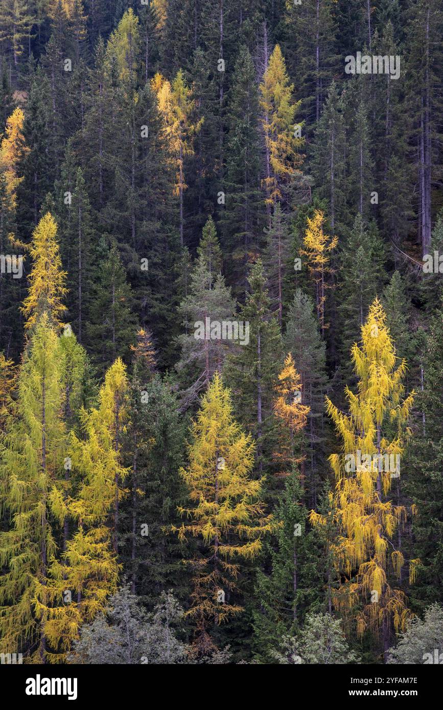 Top view of forest in autumn. Green and yellow pine tree. Nature ...