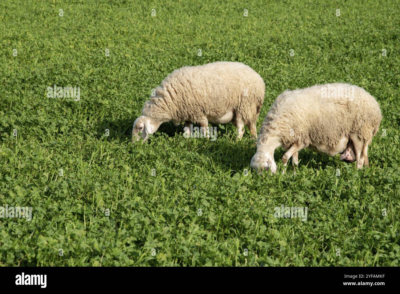 Sheep domestic animals feeding outdoor with grass. Agriculture farmland ...