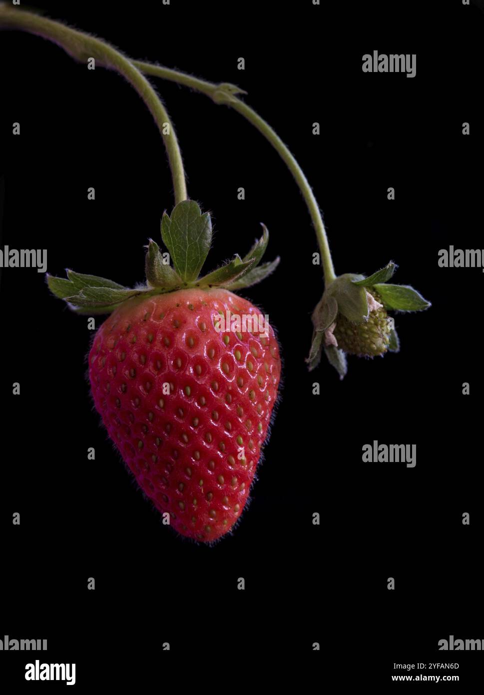 Close up details of a Fresh and healthy red and a new born strawberry ...