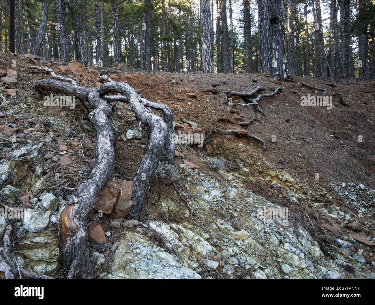 Dry forest old pine tree roots resting on the ground Stock Photo - Alamy