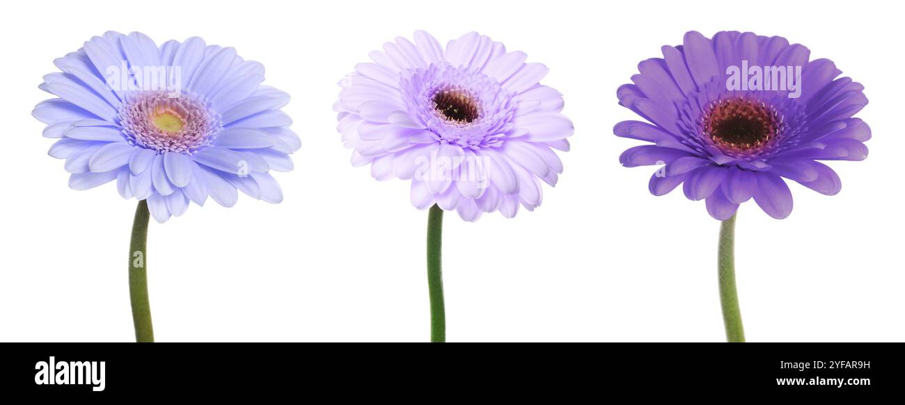 Beautiful gerbera flowers in shades of blue and violet on white ...