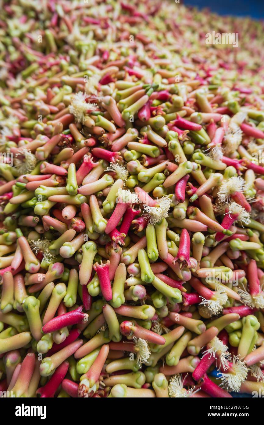 Close up photo of raw cloves that have just been picked from the tree ...