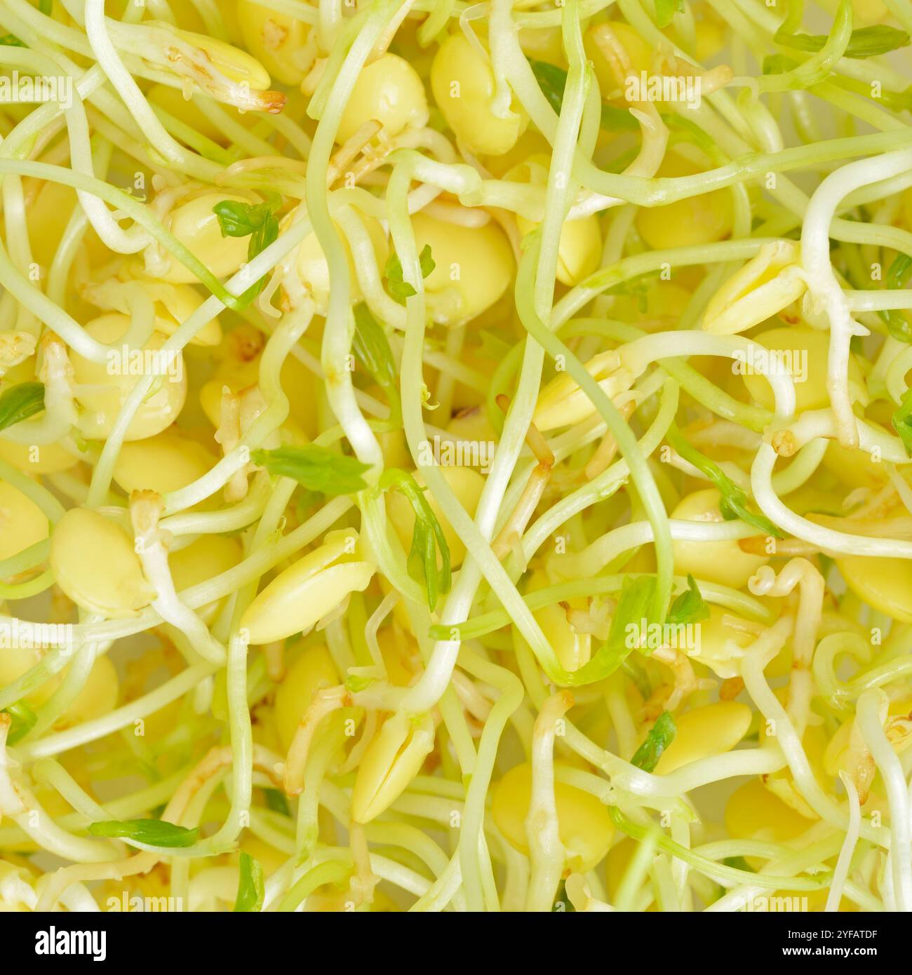 Lentil plant hi-res stock photography and images - Alamy