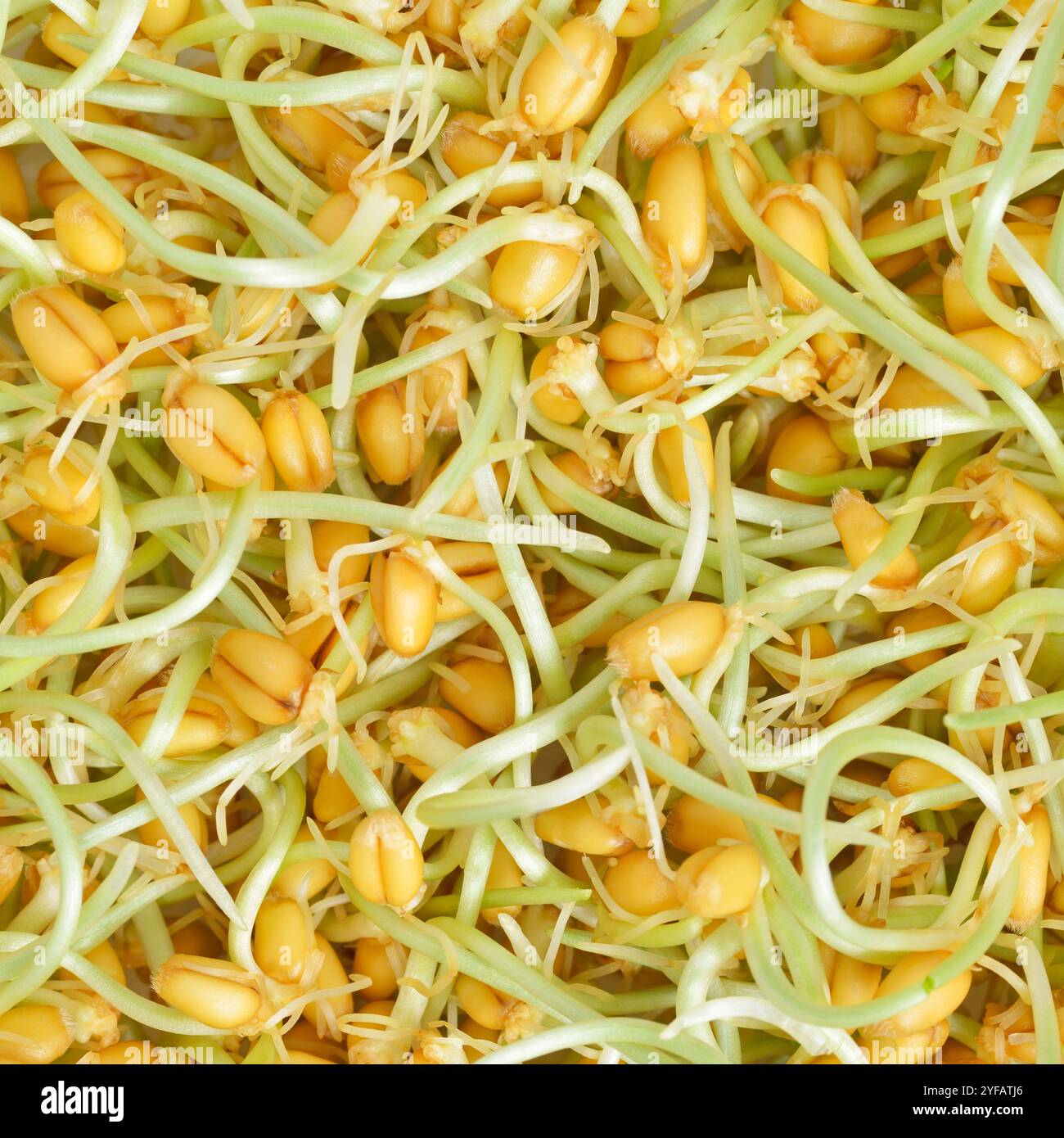 Wheat Sprouts, Close Up Stock Photo - Alamy