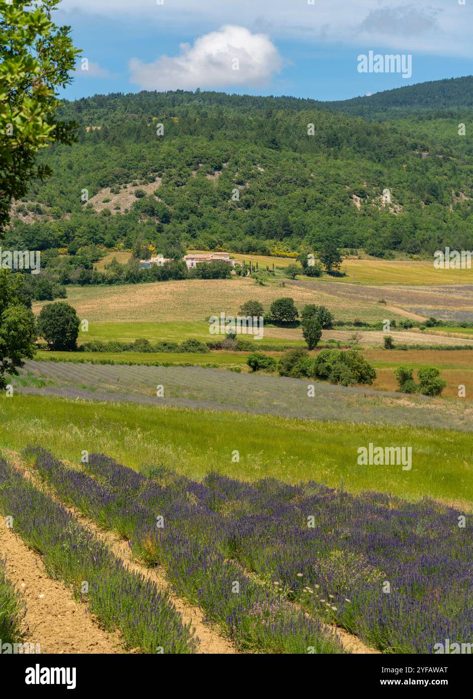 Impression around Mont Ventoux, a mountain in the Provence region of ...
