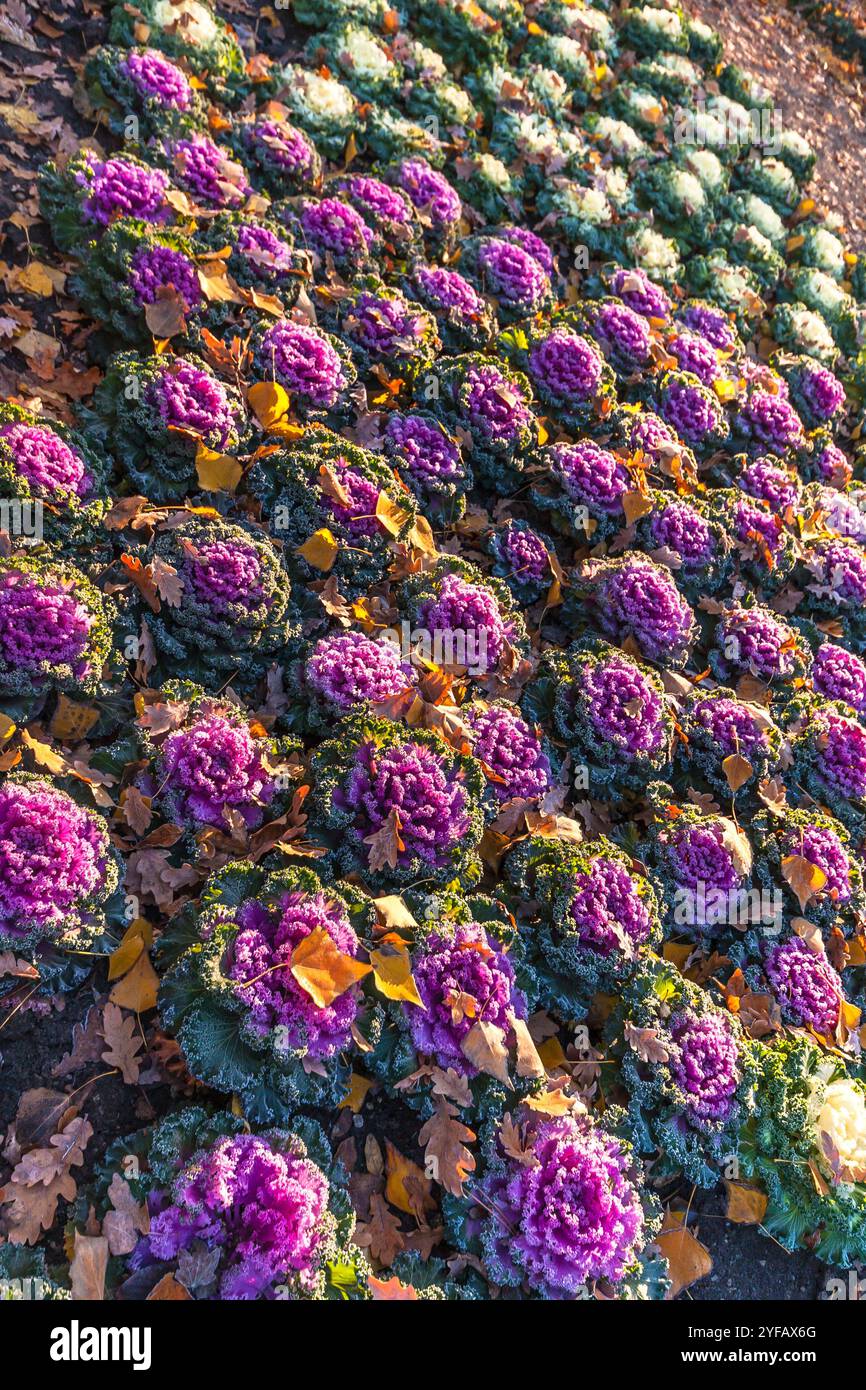 Background. Ornamental Flowering Kale. Field of purple and white ...