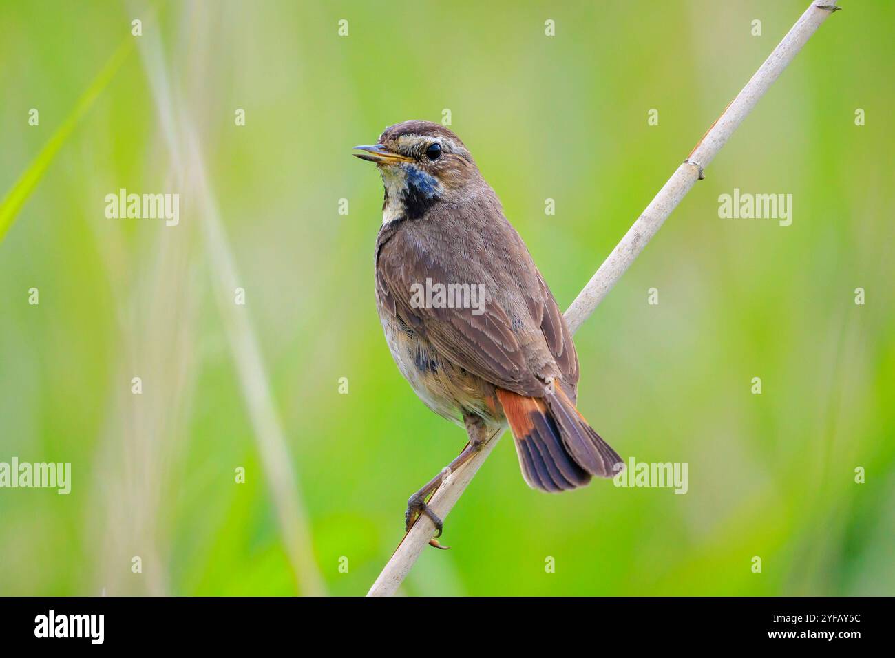 A blue-throat bird Luscinia svecica cyanecula singing during breeding ...