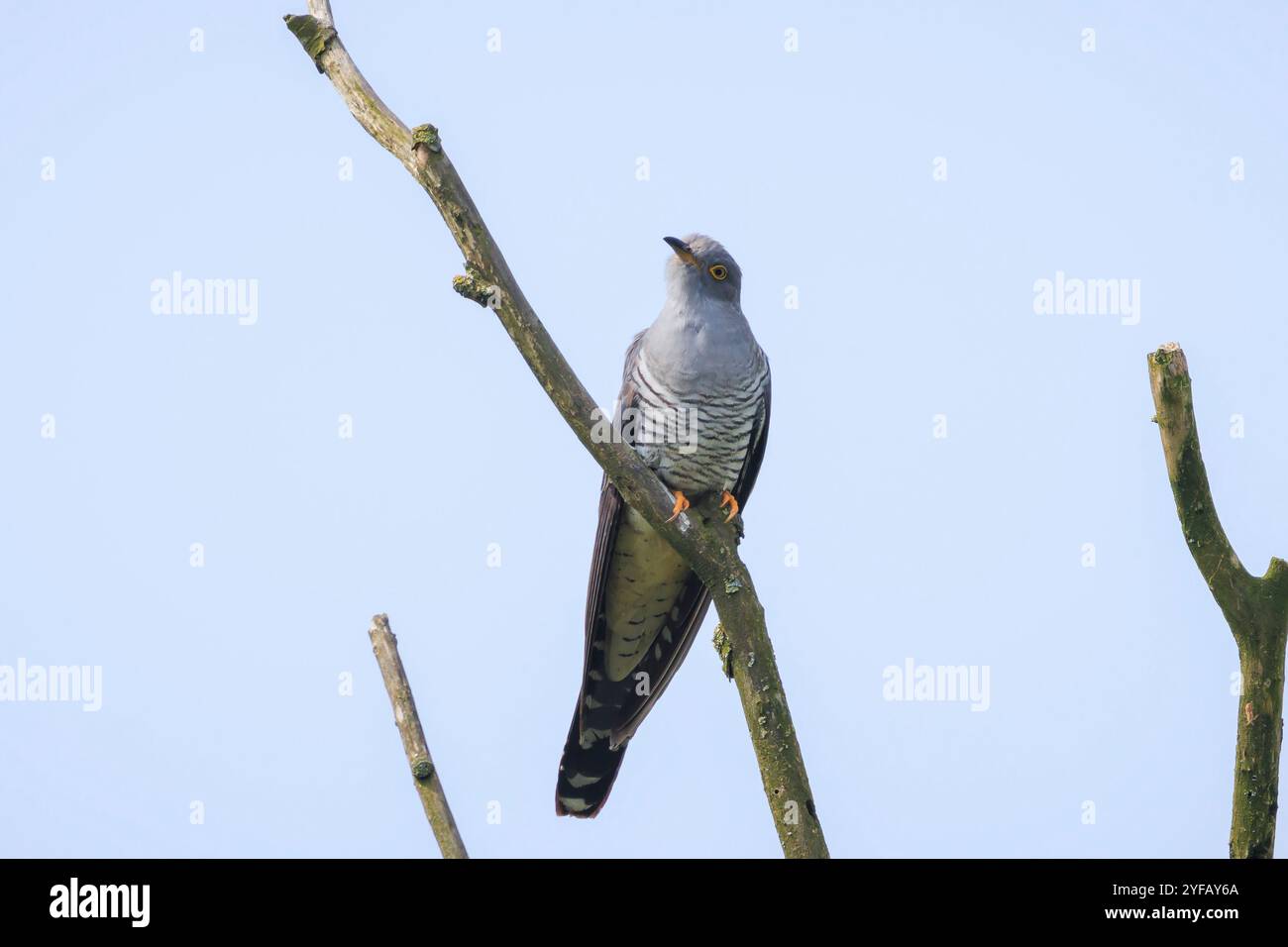 Common cuckoo bird, Cuculus canorus, resting and singing in a tree. It ...