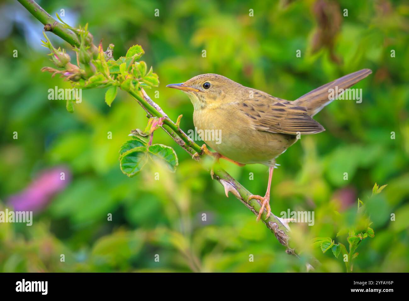 Common Grasshopper warbler bird Locustella naevia mating on a tree ...