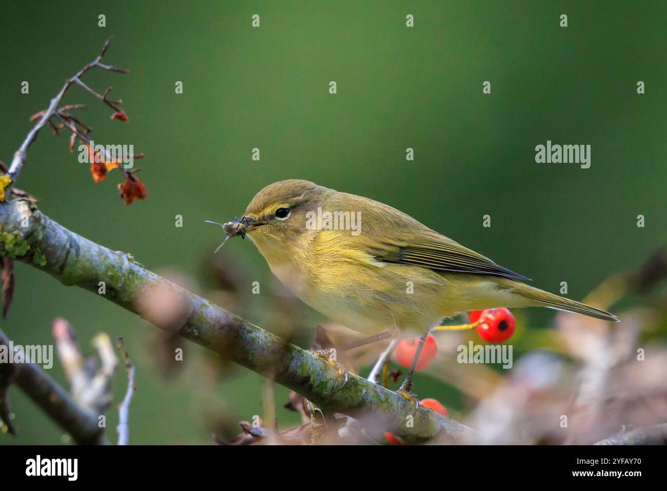Close-up of a common chiffchaff bird Phylloscopus collybita, foraging ...