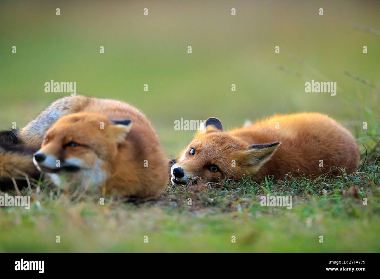 Wild young red foxes, vulpes vulpes, playing and scavenging in a forest Stock Photo - Alamy
