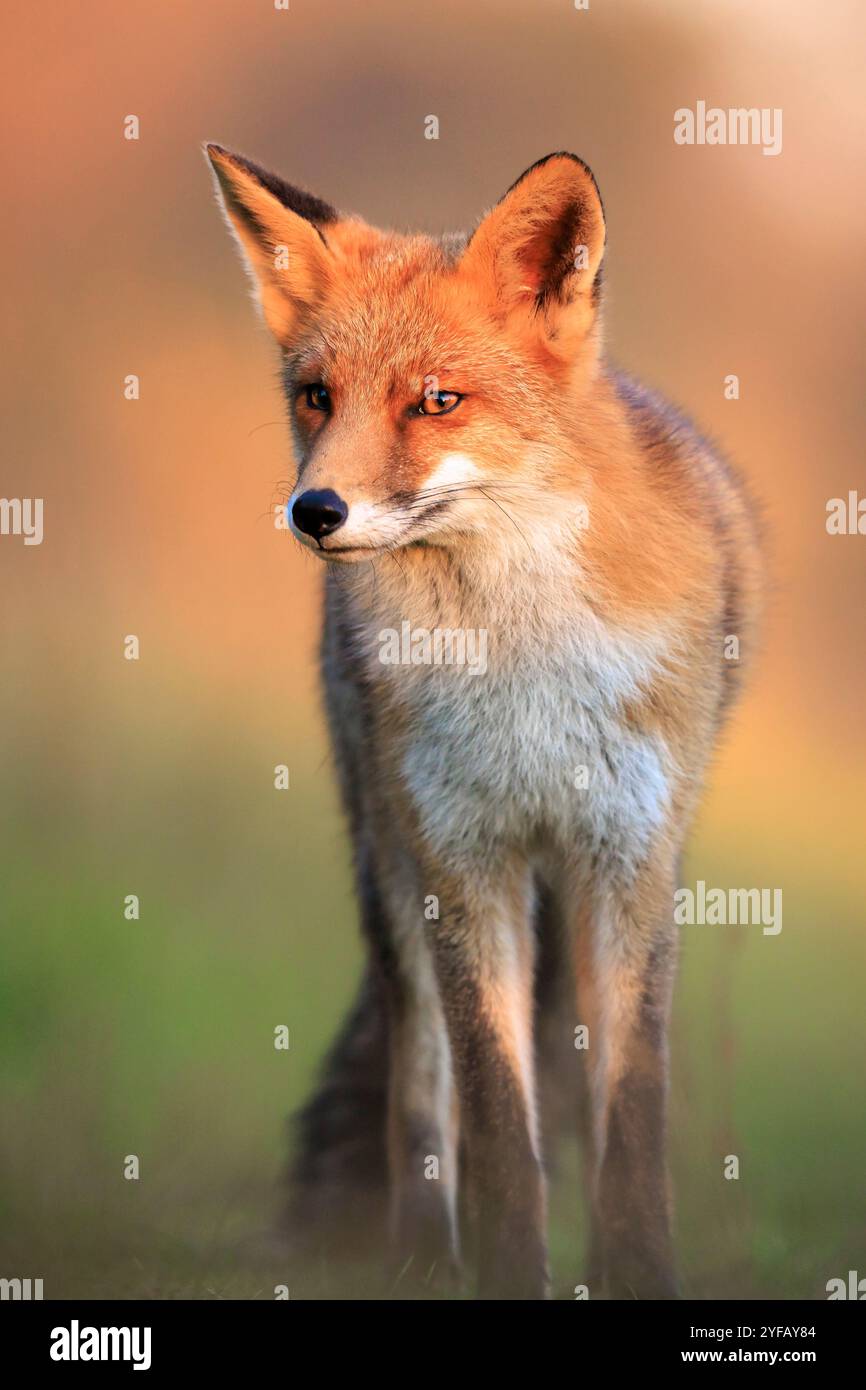 Wild red fox, vulpes vulpes scavenging and foraging in a meadow Stock Photo - Alamy