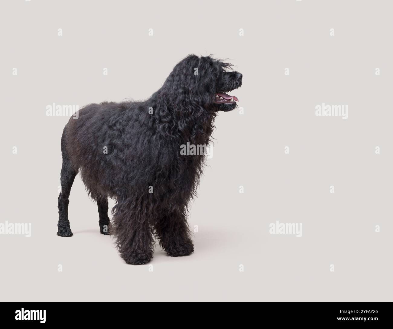 Confident black dog standing and looking away, Cao de Agua dog breed ...