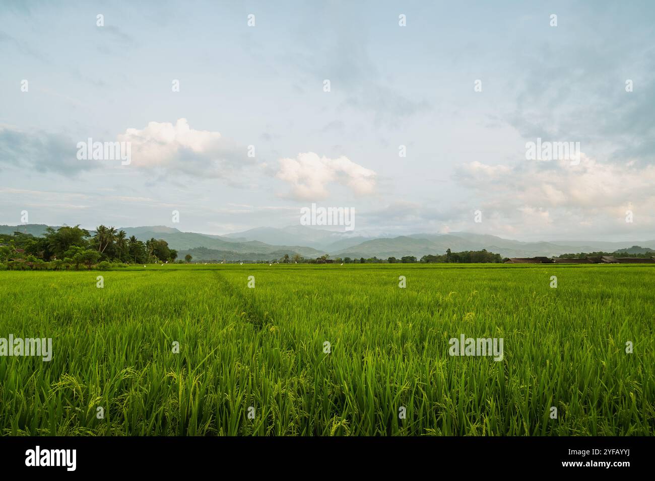 Photo of rice field scenery with mountains in the morning at tana ...
