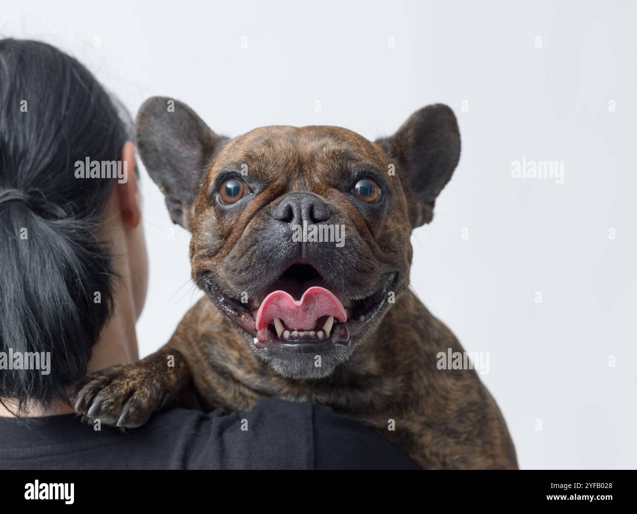 Dog owner holding a cute French Bulldog, dogs and pet care concept ...