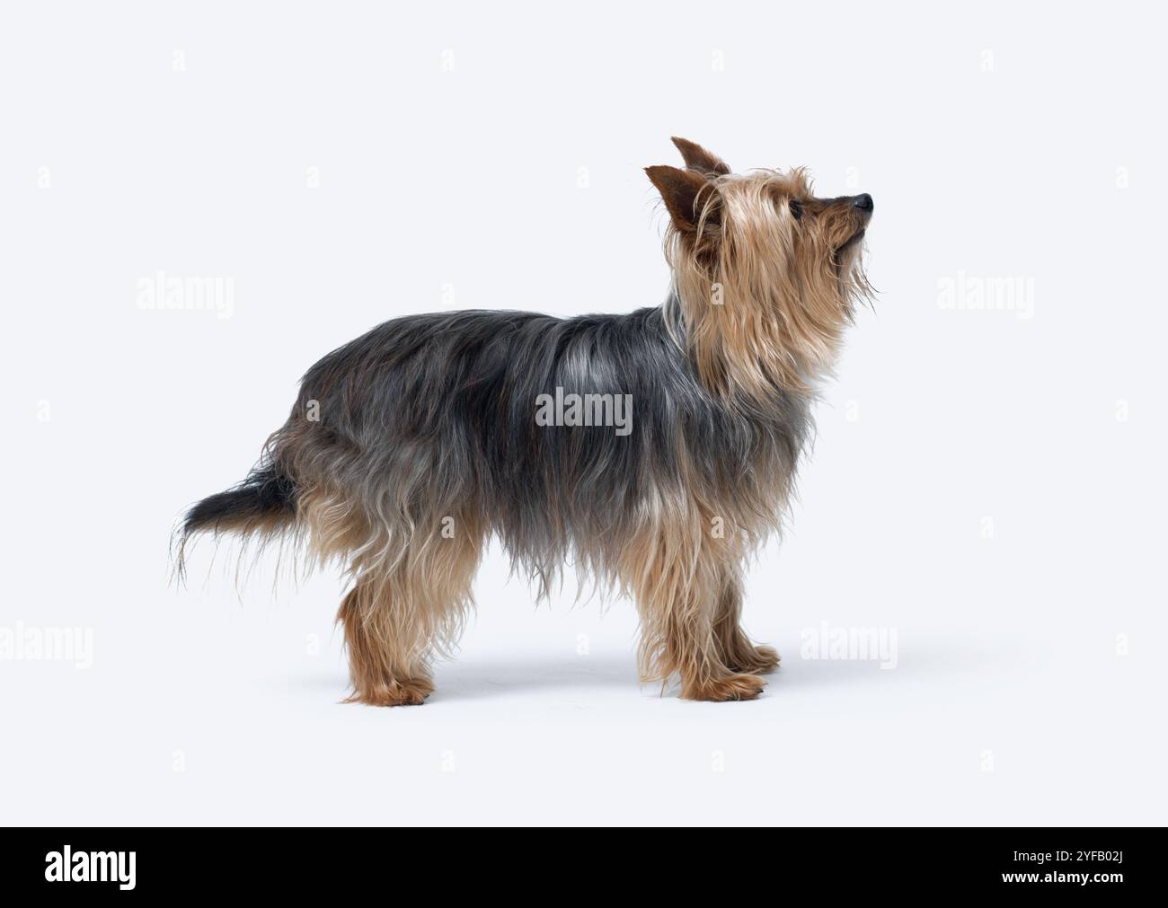 Portrait of a senior female Yorkshire Terrier side view, isolated on ...