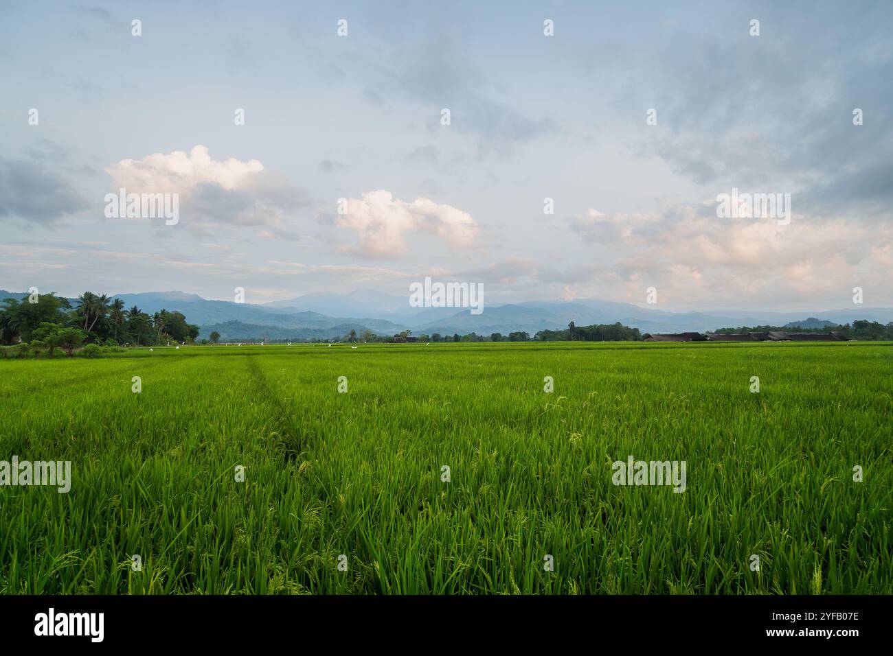 Photo of rice field scenery with mountains in the morning at tana ...
