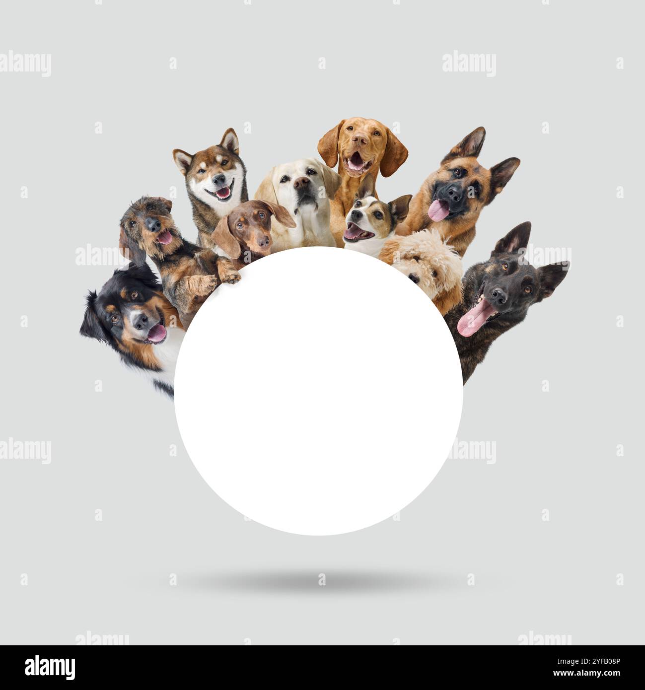 Group of smiling dogs hi-res stock photography and images - Alamy