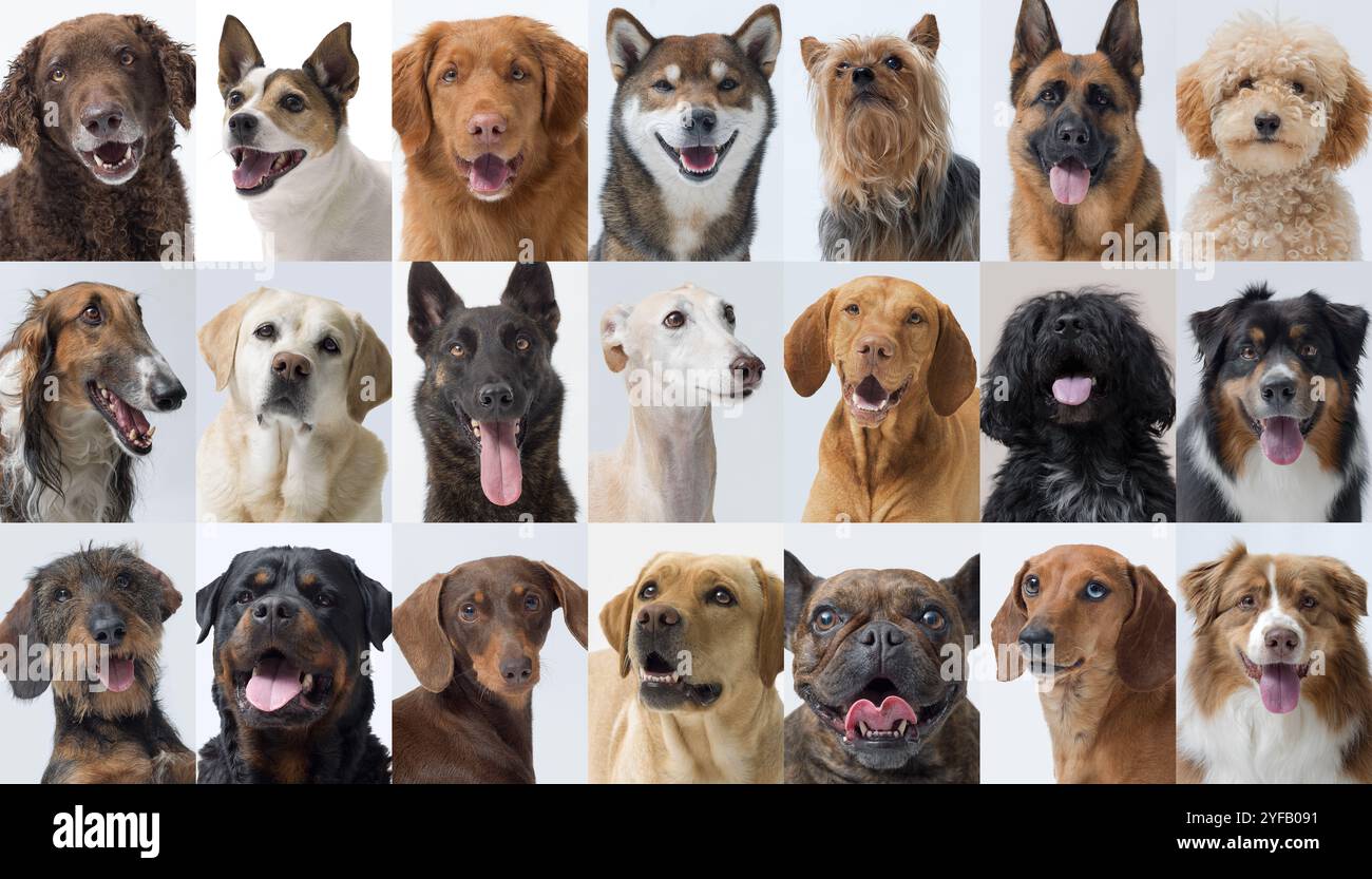 Portraits of happy dogs of different breeds, front view Stock Photo - Alamy