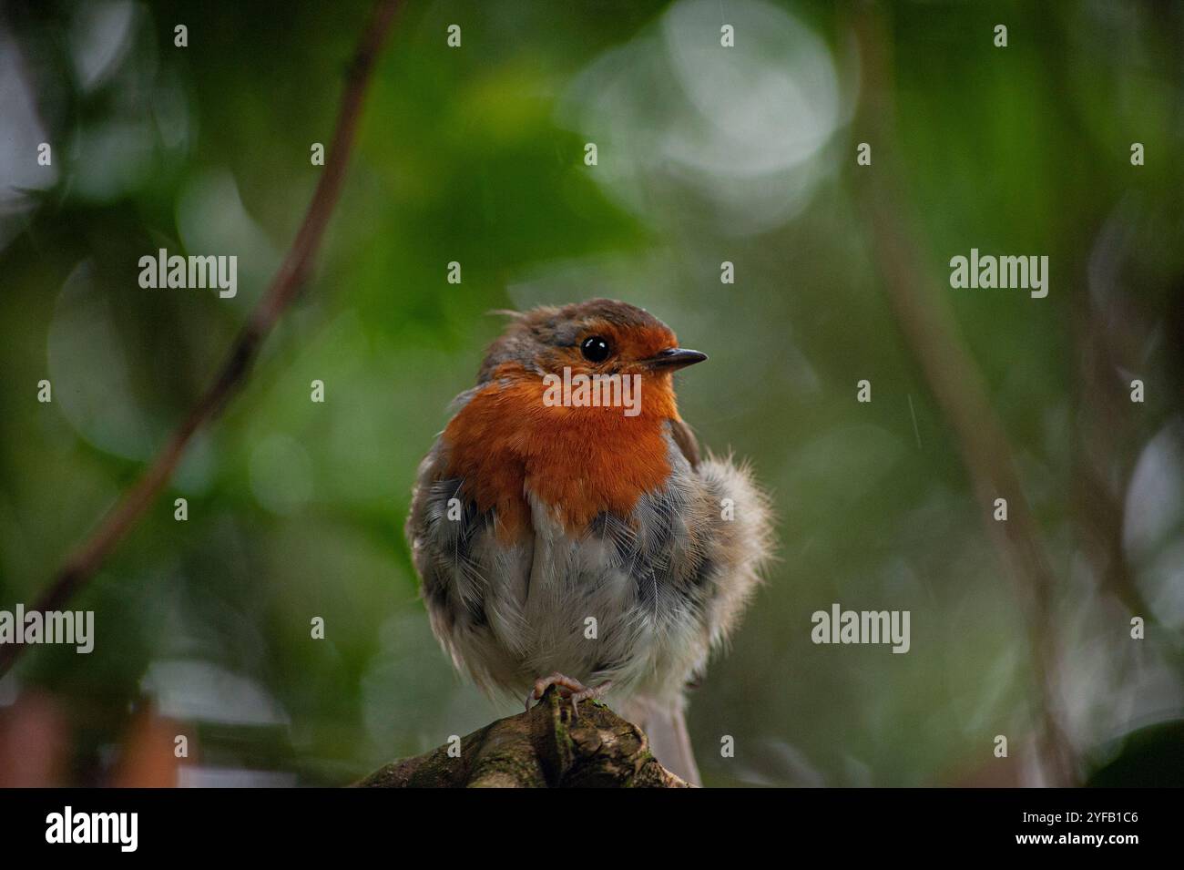 Little robin in nature hi-res stock photography and images - Alamy