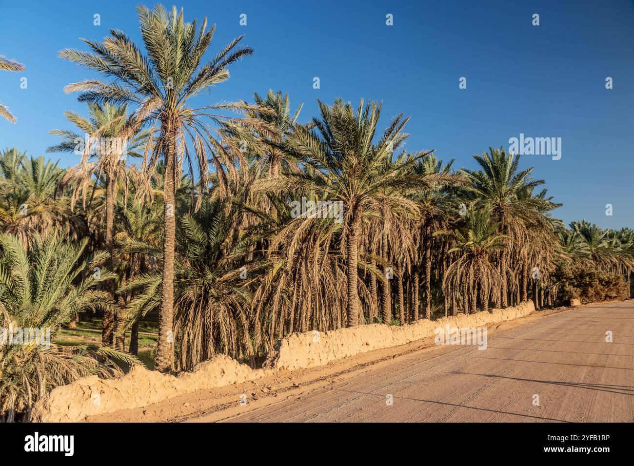 Date palm grove near Al Ula, Saudi Arabia Stock Photo - Alamy