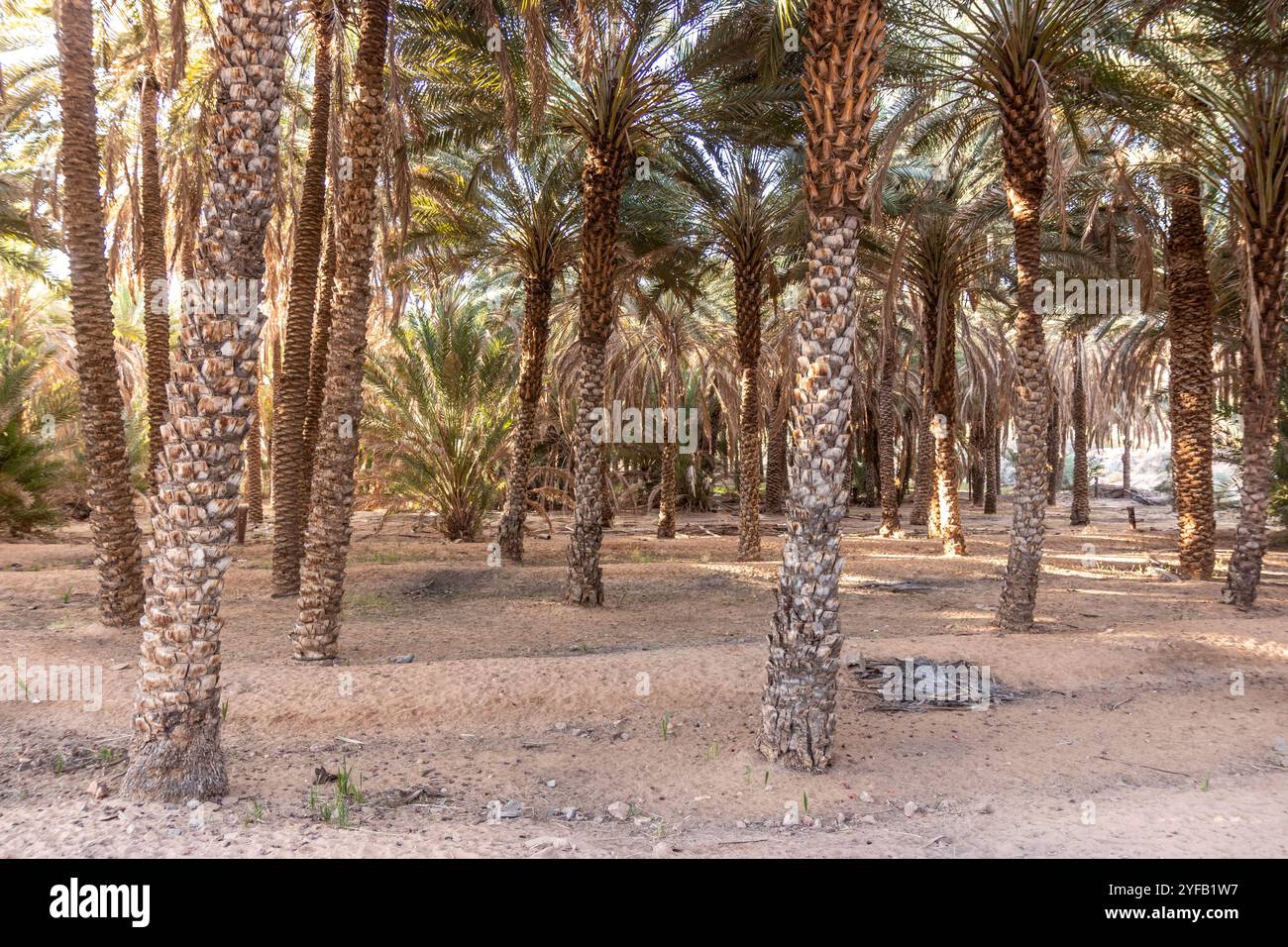 Date palm grove near Al Ula, Saudi Arabia Stock Photo - Alamy