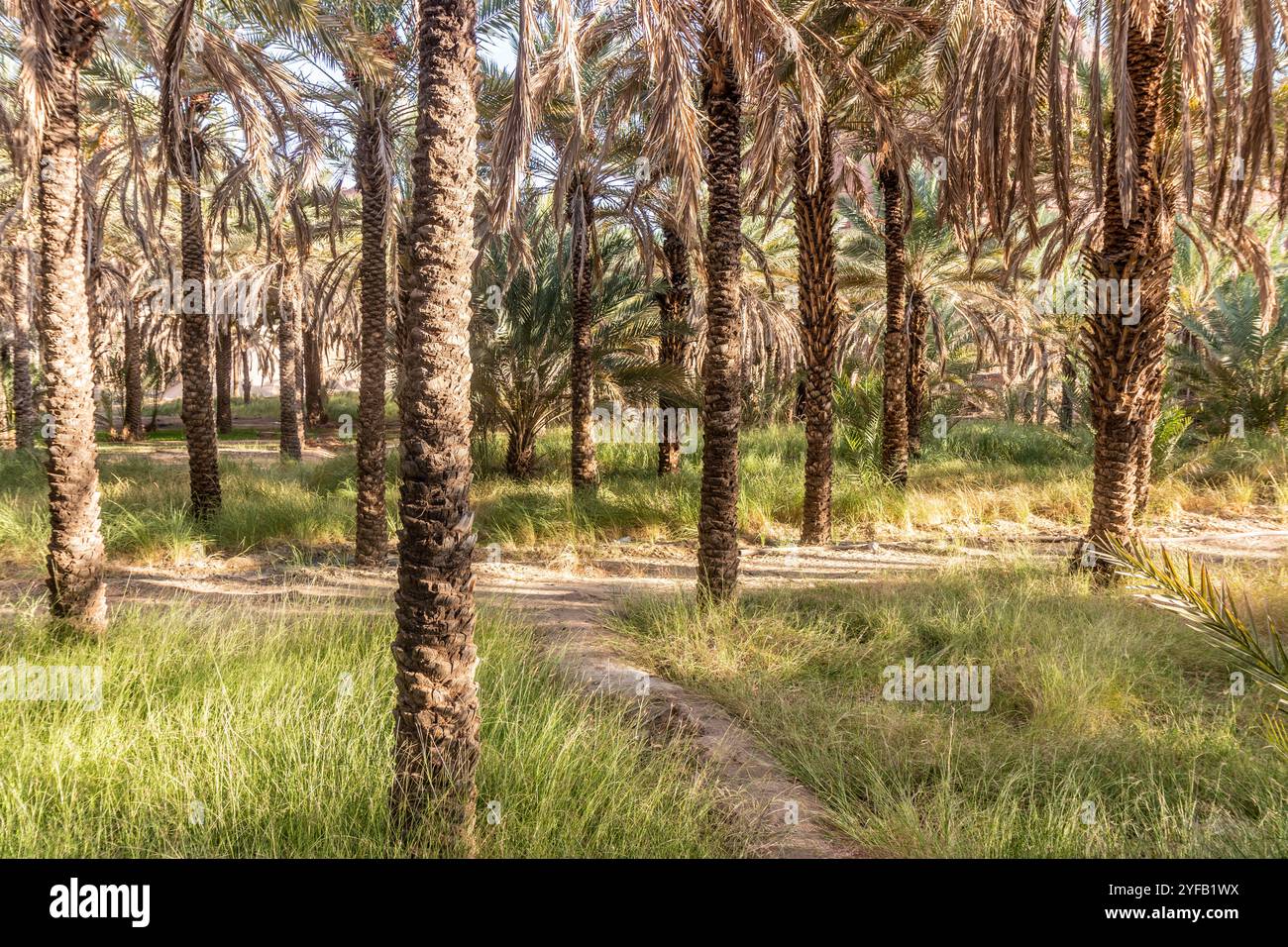 Date palm grove near Al Ula, Saudi Arabia Stock Photo - Alamy